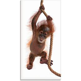 Artland Glasbild &raquo;Baby Orang Utan h&auml;ngt am Seil I&laquo; Wildtiere 1 Stk. tlg. in verschiedenen Gr&ouml;&szlig;en wei&szlig; B/H/T: 30cm x 60cm, Glasbild Wildtiere, 1 Stk.