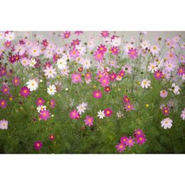 papermoon Fototapete &raquo;Cosmos Flowers&laquo; glatt bunt Vlies B/L: 4m x 2,6m, Bahnen: 8 Stk.