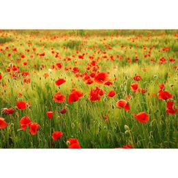 papermoon Fototapete &raquo;Field of Poppies&laquo; glatt bunt Vlies B/L: 1,5m x 1,11m, Bahnen: 7 Stk.