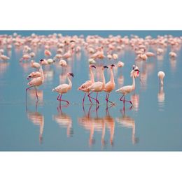 papermoon Fototapete &raquo;Flamingos&laquo; glatt bunt Vlies B/L: 2,5m x 1,86m, Bahnen: 5 Stk.