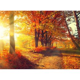 papermoon Fototapete &raquo;Autumn Forest&laquo; glatt bunt Vlies B/L: 2,5m x 1,86m, Bahnen: 5 Stk.