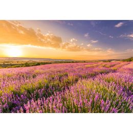 papermoon Fototapete &raquo;Lavender Field&laquo; glatt bunt Vlies B/L: 5m x 2,8m, Bahnen: 10 Stk.