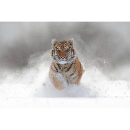 papermoon Fototapete &raquo;Siberian Tiger&laquo; glatt bunt Vlies B/L: 3m x 2,23m, Bahnen: 6 Stk.