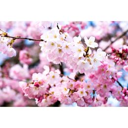 papermoon Fototapete &raquo;Cherry Blossoms&laquo; glatt bunt Vlies B/L: 2m x 1,49m, Bahnen: 4 Stk.