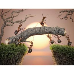 papermoon Fototapete &raquo;Ants Teamwork&laquo; glatt bunt Vlies B/L: 3,5m x 2,6m, Bahnen: 7 Stk.