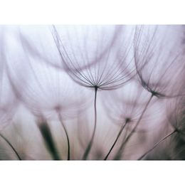 papermoon Fototapete &raquo;Purple Abstract Dandelion&laquo; glatt bunt Vlies B/L: 1,5m x 1,11m, Bahnen: 7 Stk.