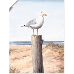 Artland Wandbild &raquo;M&ouml;we&laquo; V&ouml;gel 1 Stk. tlg. als Alubild, Leinwandbild, Poster in verschied. Gr&ouml;&szlig;en wei&szlig; B/H/T: 45cm x 60cm, Poster V&ouml;gel, 1 Stk.