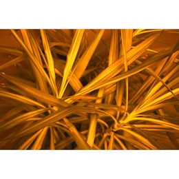 ARCHITECTS PAPER Fototapete &raquo;Jungle Plant&laquo; Vlies, Wand, Schr&auml;ge bunt Vlies B/L: 4m x 2,7m