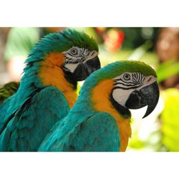 papermoon Fototapete &raquo;Macaw Love Birds&laquo; glatt bunt Vlies B/L: 2,5m x 1,86m, Bahnen: 5 Stk.
