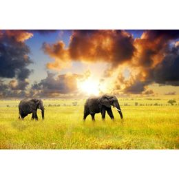 papermoon Fototapete &raquo;African Elephants&laquo; glatt bunt Vlies B/L: 5m x 2,8m, Bahnen: 10 Stk.