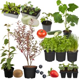 toom Bio-Gem&uuml;se-Mix 'Fr&uuml;hstarter' 10er-Set