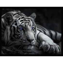 Bild mit Rahmen &raquo;Wandbild gerahmt TIGER MIT BLAUEN AUGEN 40x50 cm &ndash; Tierbild Natur&laquo; Raubkatzen Tiger Wildtiere mit dekorativem Rahmen schwarz-wei&szlig; MDF