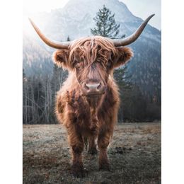Leinwandbild &raquo;Wandbild HOCHLANDRIND 46x61 cm &ndash; Leinwandbild Keilrahmen Deko modern&laquo; Hochlandrind Kuh Kuhbilder 1 Stk. tlg. auf Keilrahmen gespannt 