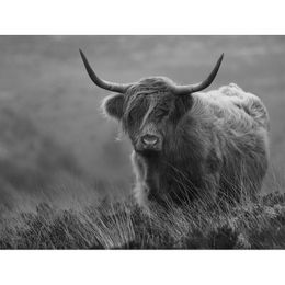 Bild &raquo;Wandbild HOCHLANDRIND SW 46x61 cm &ndash; Leinwandbild Keilrahmen Deko&laquo; Hochlandrind Kuh Kuhbilder auf Keilrahmen gespannt schwarz-wei&szlig; Canvas, MDF B/