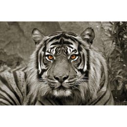 Leinwandbild &raquo;Wandbild TIGER 78x118 cm &ndash; Leinwandbild Keilrahmen Deko modern&laquo; Raubkatzen Tiger Wildtiere 1 Stk. tlg. auf Keilrahmen gespannt grau 