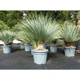Yucca Rostrata, 2-3 St&auml;mmig, 120 - 140 cm, Stamm 10 - 30 cm winterhart