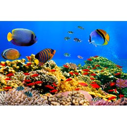 papermoon Fototapete "Coral Colony Red Sea", B/L: 2m x 1,49m, Bahnen: 4 Stk., bunt, Tapeten