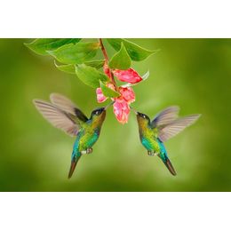papermoon Fototapete "KOLIBRIS-V&Ouml;GEL TIERE BLUME BL&Uuml;TE WALD B&Auml;UME COSTA RICA", B/L: 2,5m x 1,86m, Bahnen: 5 Stk., bunt, Schlafzimmer, Tapeten