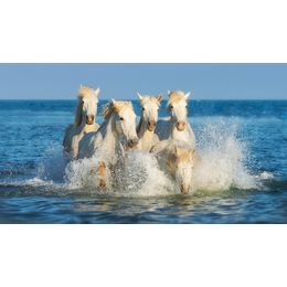 papermoon Fototapete "PFERDE-CAMARGUE GALLOP STRAND MEER TIERE K&Uuml;STE PROVENCE", B/L: 2m x 1,49m, Bahnen: 4 Stk., bunt, Schlafzimmer, Tapeten