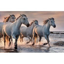 papermoon Fototapete "PFERDE-CAMARGUE GALLOP STRAND MEER TIERE K&Uuml;STE PROVENCE", B/L: 2m x 1,49m, Bahnen: 4 Stk., bunt, Schlafzimmer, Tapeten
