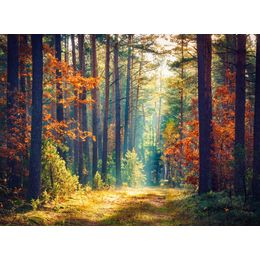 papermoon Fototapete "Autumn Forest Sun Rays", B/L: 2m x 1,49m, Bahnen: 4 Stk., bunt, Tapeten