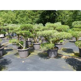 Olivenbaum Olea Europaea als Pon Pon Angebot 130 - 180 cm Bonsai Formgeh&ouml;lz Gartenbonsai Formschnitt winterhart