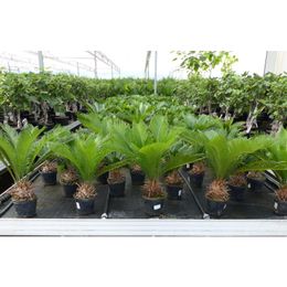 Cycas Revoluta 60 cm Palmfarn Sagopalme Palme, innen + au&szlig;en