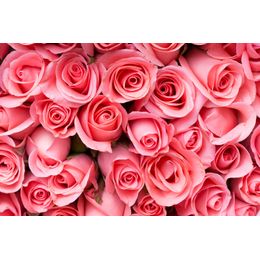 papermoon Fototapete "Pink Rose Flowers", B/L: 2m x 1,49m, Bahnen: 4 Stk., bunt, Tapeten