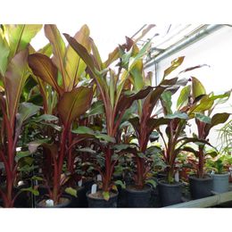 Ensete Ventricosum Maurelli Bananenstaude Bananenstaude 140 - 170 cm