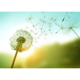 papermoon Fototapete "Dandelion in the Wind", B/L: 2m x 1,49m, Bahnen: 4 Stk., bunt, Tapeten