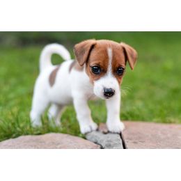 papermoon Fototapete "JACK RUSSEL-WELPE TERRIER HUND WIESE PARK LANSSCHAFT", B/L: 2m x 1,49m, Bahnen: 4 Stk., bunt, Schlafzimmer, Tapeten