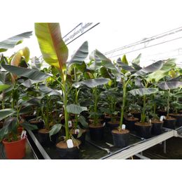 Bananenstaude Banane Musa Sikkimensis Red Tiger Banane 140 - 170 cm winterhart Staude