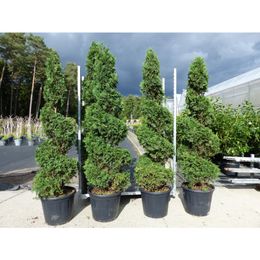 Thuja occ. "Columna" Spirale 180 cm Heckenpflanze Hecke Gartenbonsai Formgeh&ouml;lz