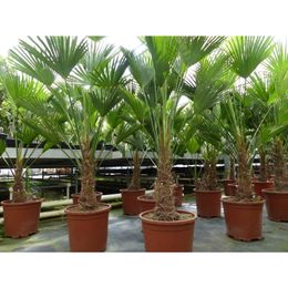 Palme winterhart 150 - 180 cm Trachycarpus Wagnerianus Wagner Hanfpalme, Top-Qualit&auml;t