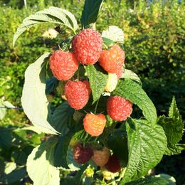 Herbsthimbeere Primeberry 'Luberas Gigant ' Lieferform: Im 2 Liter Topf