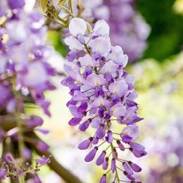 Chinesischer Blauregen 'Amethyst Falls' Liefergr&ouml;&szlig;e: 60 - 100 cm