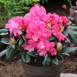 Ball-Rhododendron 'Fantastica', 5 Liter, 30 - 40 cm Liefergr&ouml;&szlig;e: 30 - 40 cm
