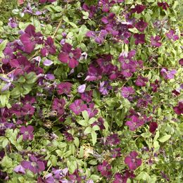 Clematis 'Royal Velours' Liefergr&ouml;&szlig;e: 60 - 100 cm