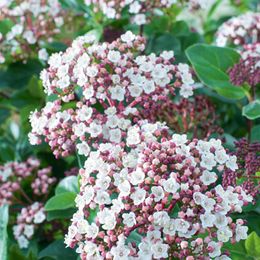 Immergr&uuml;ner Schneeball 'Lisa Rose', 3 - 5 Liter, 30 - 40 cm Liefergr&ouml;&szlig;e: 30 - 40 cm