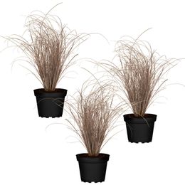toom Br&auml;unliche Segge 'Bronco' 11 cm Topf, 3er-Set