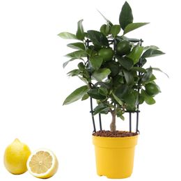 Meyer-Zitrone am Spalier 15 cm Topf