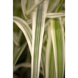 toom Pfahlrohr 'Variegata', 23 cm Topf