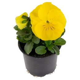 toom Stiefm&uuml;tterchen Gelb, 9 cm Topf, 3er-Set