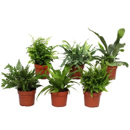 Farne Mix 12 cm Topf 6er-Set