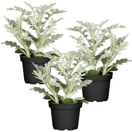 toom Silberblatt 9 cm Topf, 3er-Set
