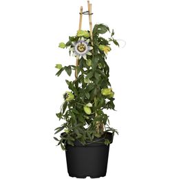 toom Blaue Passionsblume 14 cm Topf