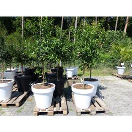 Citrus Yuzu 190 - 210 cm im E&K Pflanzk&uuml;bel Zitronenbaum Zitrone japanische Zitrone winterhart