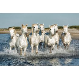papermoon Fototapete "PFERDE-CAMARGUE GALLOP STRAND MEER TIERE K&Uuml;STE PROVENCE", B/L: 2m x 1,49m, Bahnen: 4 Stk., bunt, Schlafzimmer, Tapeten