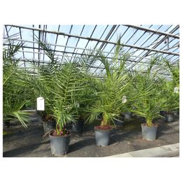 2 St&uuml;ck Palme 90-120 cm, Phoenix canariensis, kanarische Dattelpalme, kr&auml;ftige Palmen, keine Jungpflanzen