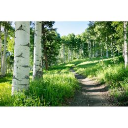 papermoon Fototapete &raquo;Birkenbaumpfad&laquo; bunt Vlies B/L: 2,5m x 1,86m, Bahnen: 5 Stk.